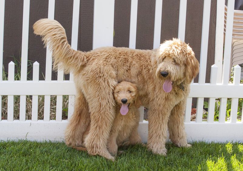 Top dog breeds perfect for small apartment living