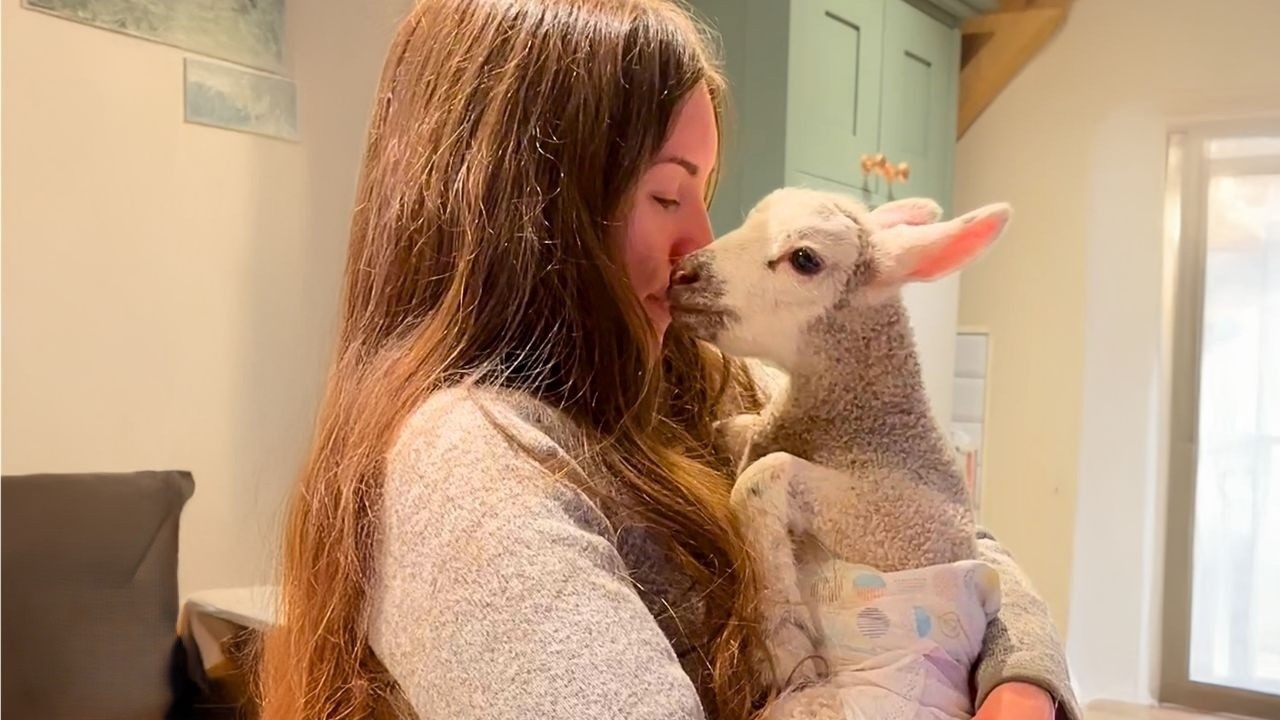 She tried to return this baby lamb - until she realized he was already hers