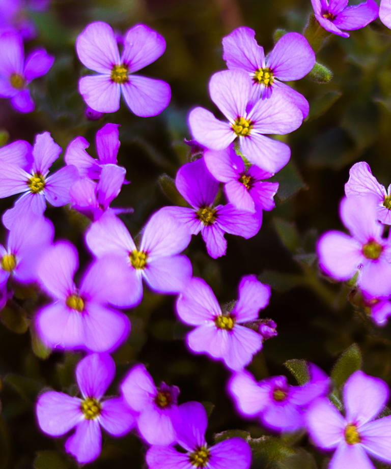 Early bees are hungry in April – these 5 garden flowers provide the ...