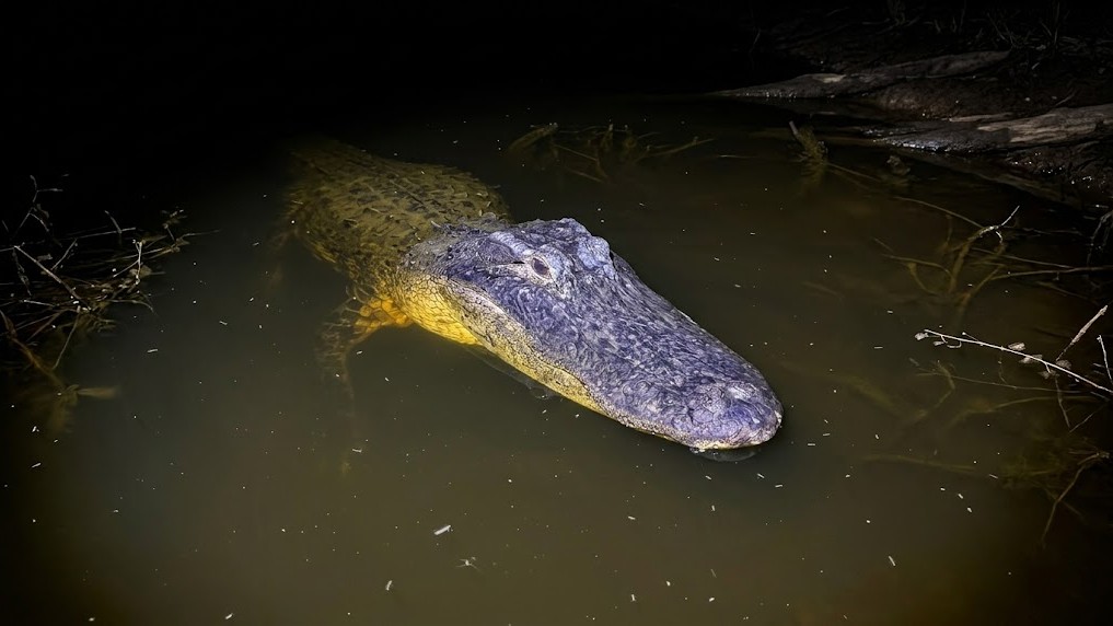 They thought it was just a pond until they caught a real alligator ...