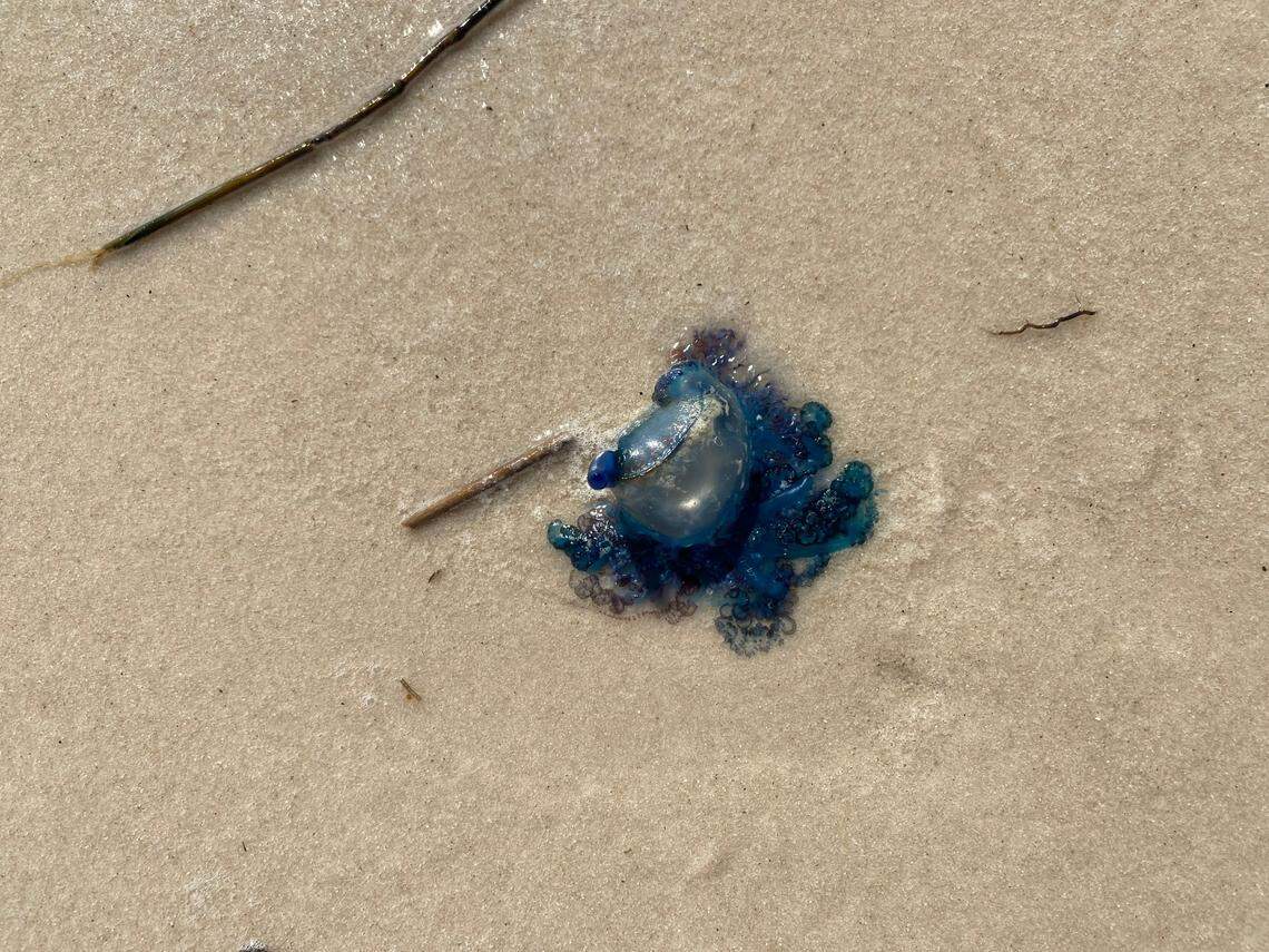 Rise in stunning, jellyfish-like creatures washing up on MS Coast ...