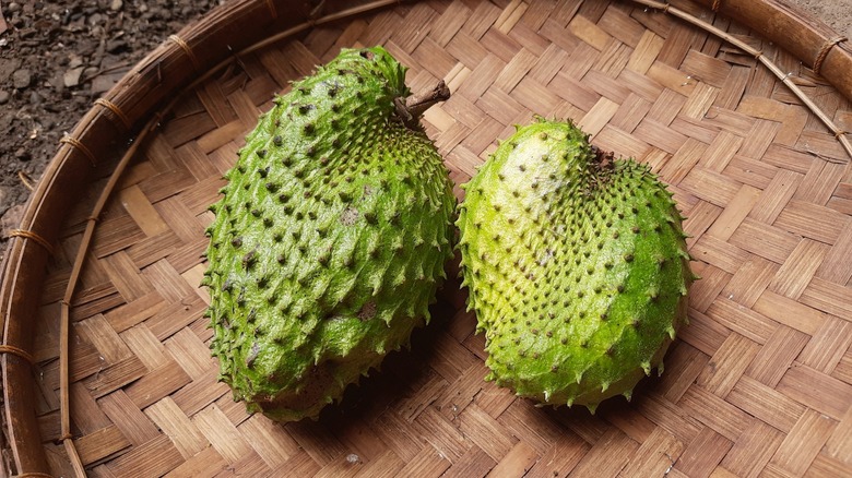 Soursop fruit is difficult to eat but packs rewarding flavor