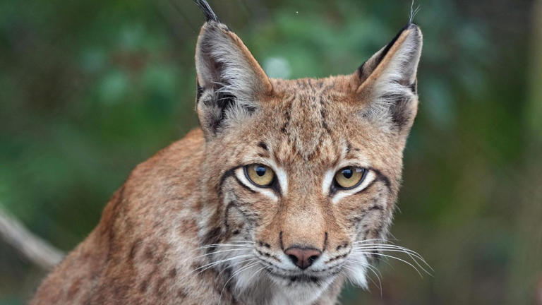 Nächster Karpaten-Luchs schleicht durch den Thüringer Wald