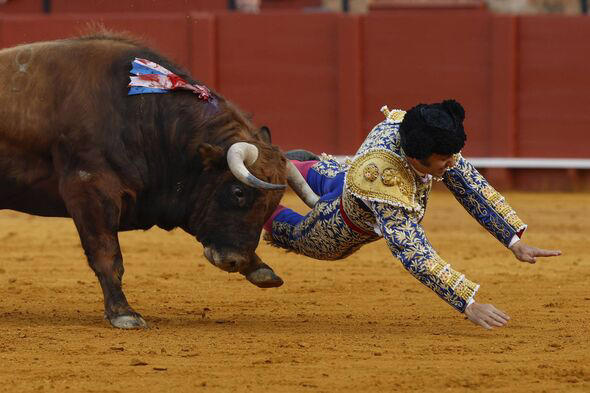 Terrifying moment famed bullfighter gored in backside during comeback