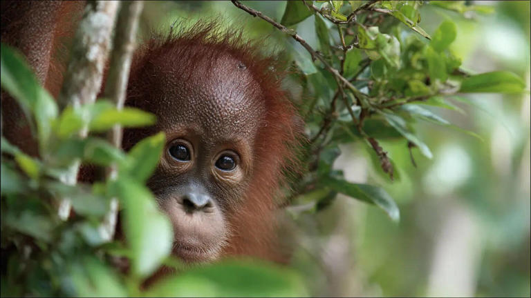 Why orangutans play a crucial role in helping forests grow and sustain ...