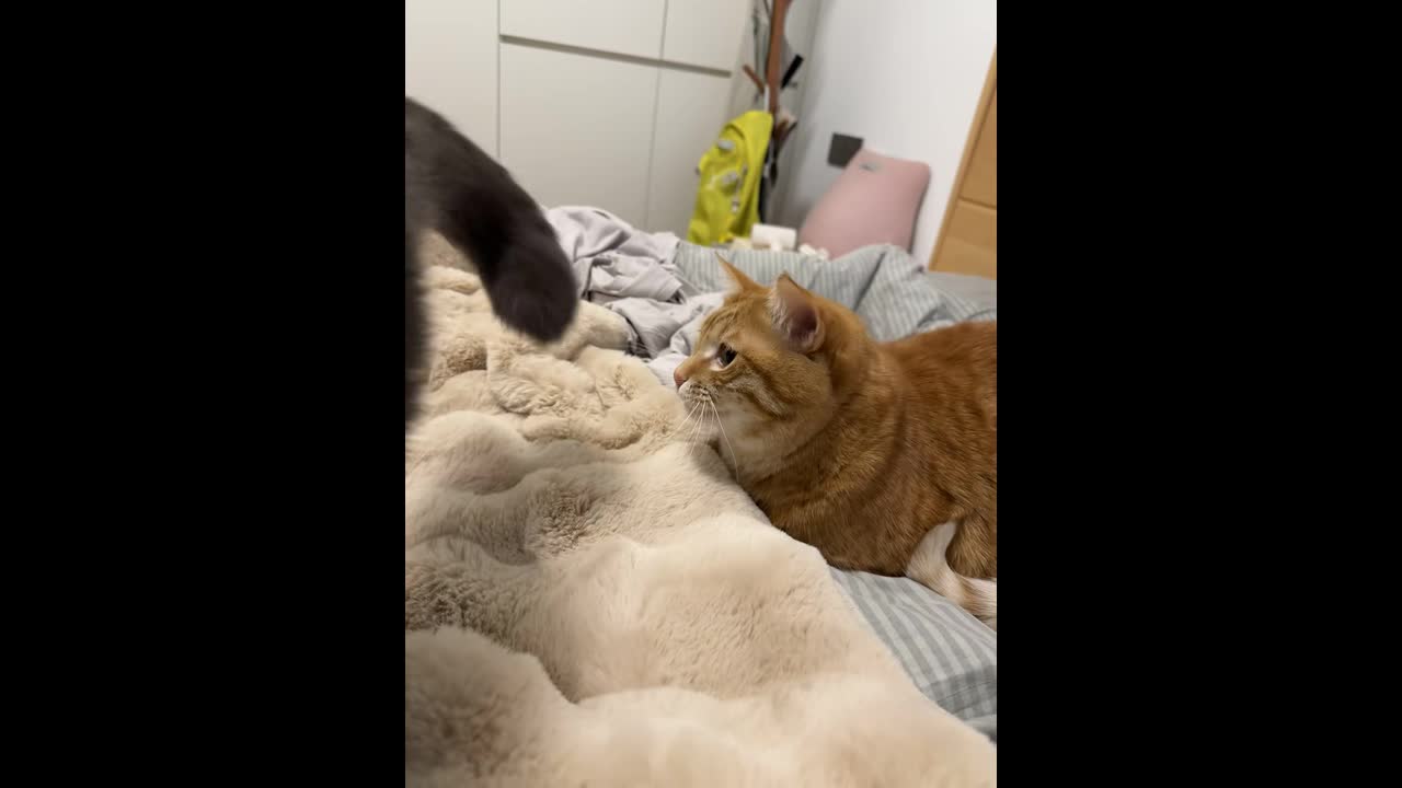 Orange cat playfully chases another cat’s tail in Jiangsu, China