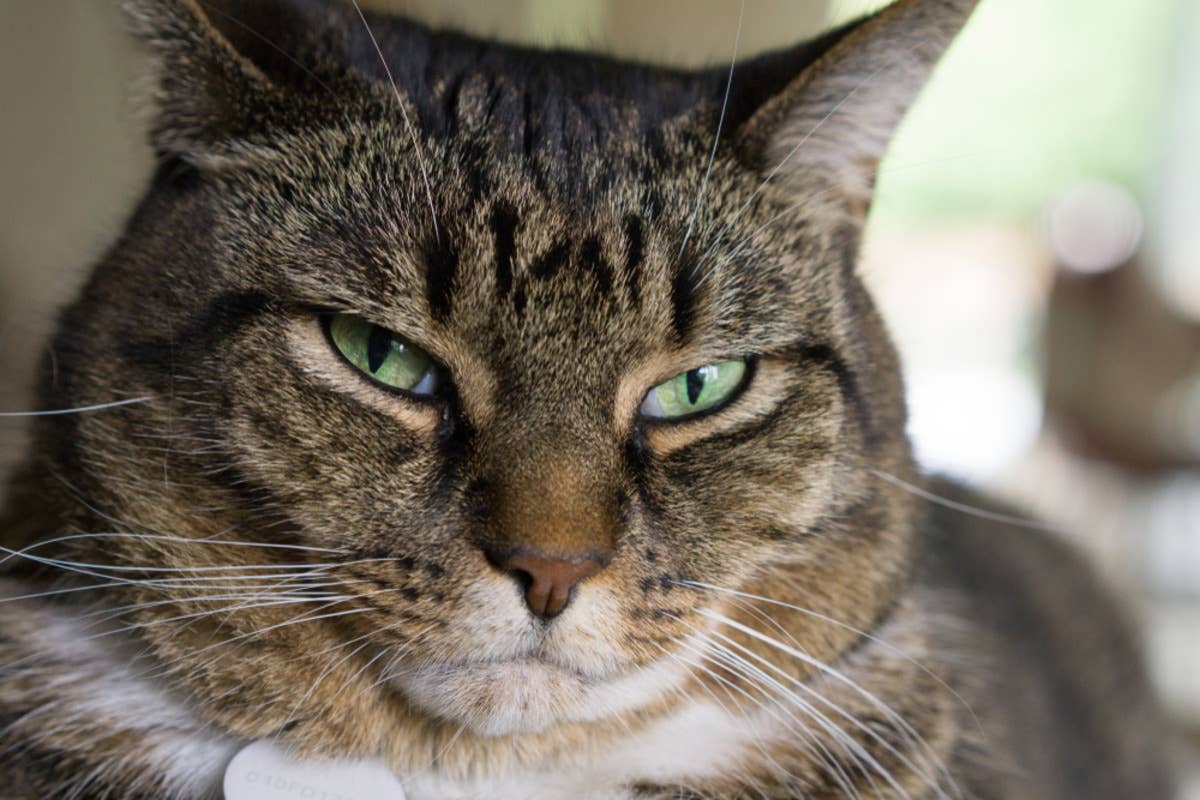 Stray cat snuggles, refuses to be left behind during family's move