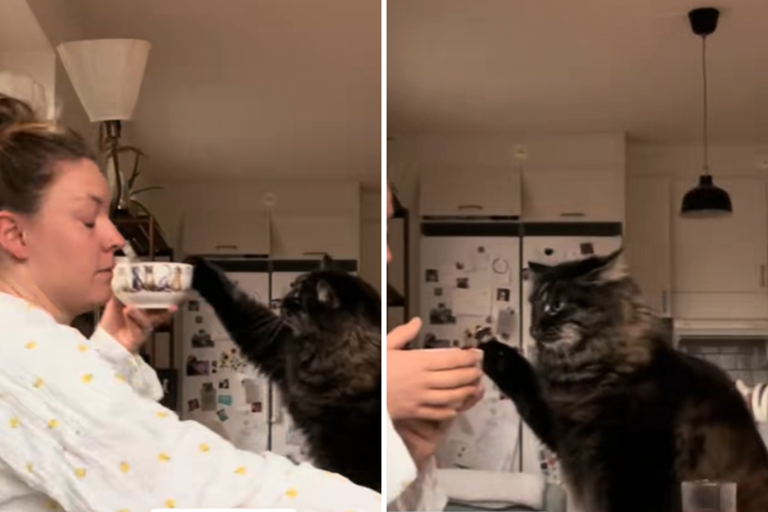 Woman gives kitten leftover milk, but there’s a problem when he grows up