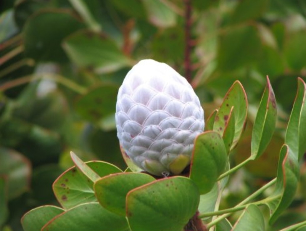 Protea cynaroides: majestosa flor é símbolo na África no Sul