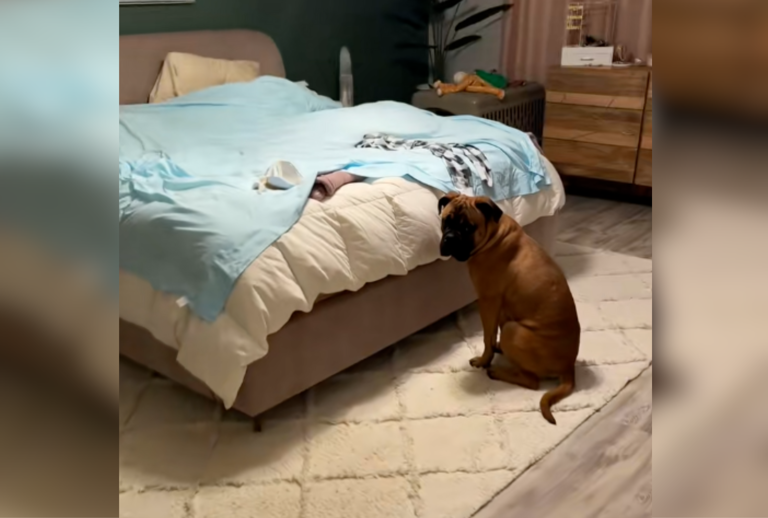 Bull mastiff takes himself to bed—but there’s one heart melting problem