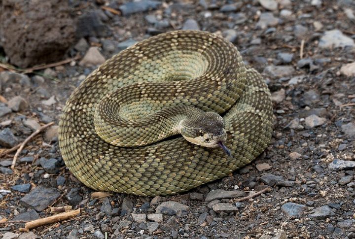 10 desert animals that could catch you off guard in Arizona