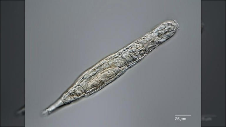 The frozen Ice Age creature scientists brought back to life