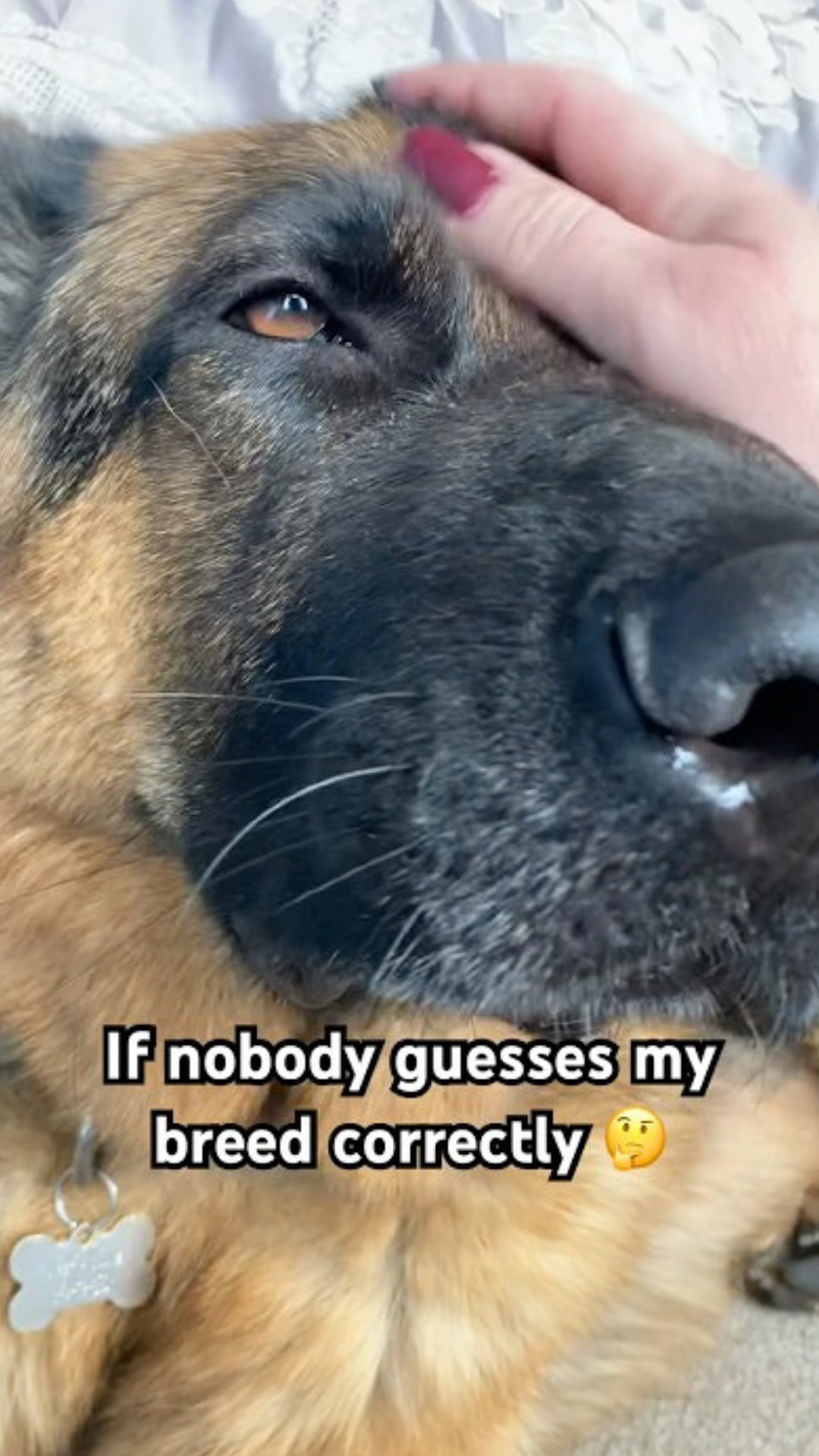 Guess my breed wrong answers only