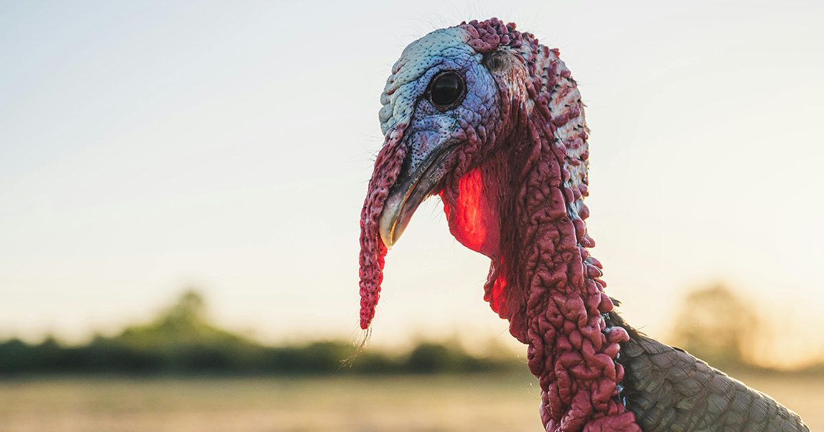 County off leaderboard for spring turkey season