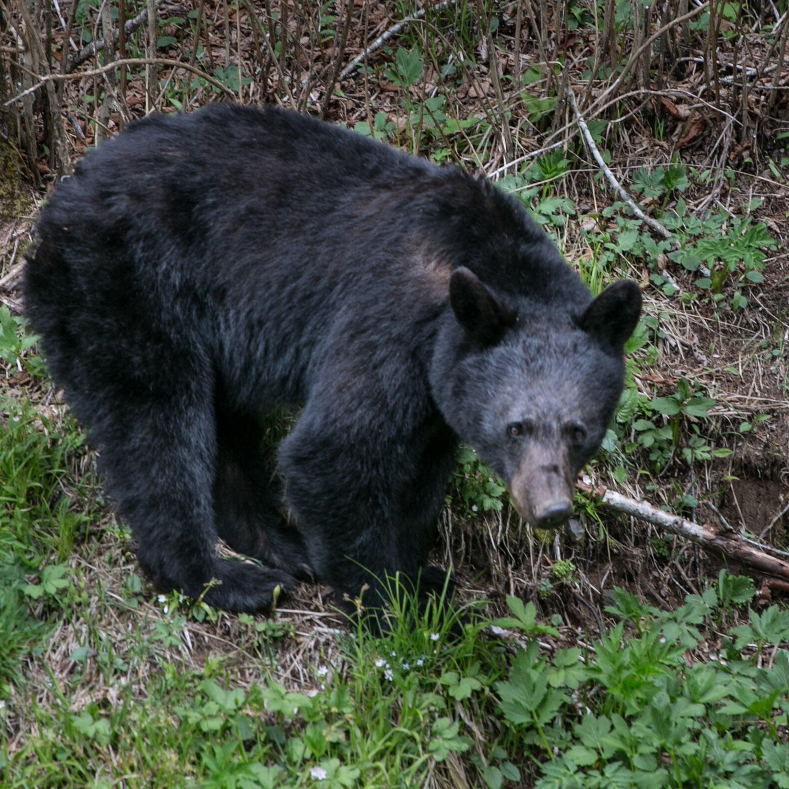 Bears chase, bite visitors at Great Smoky Mountains National Park