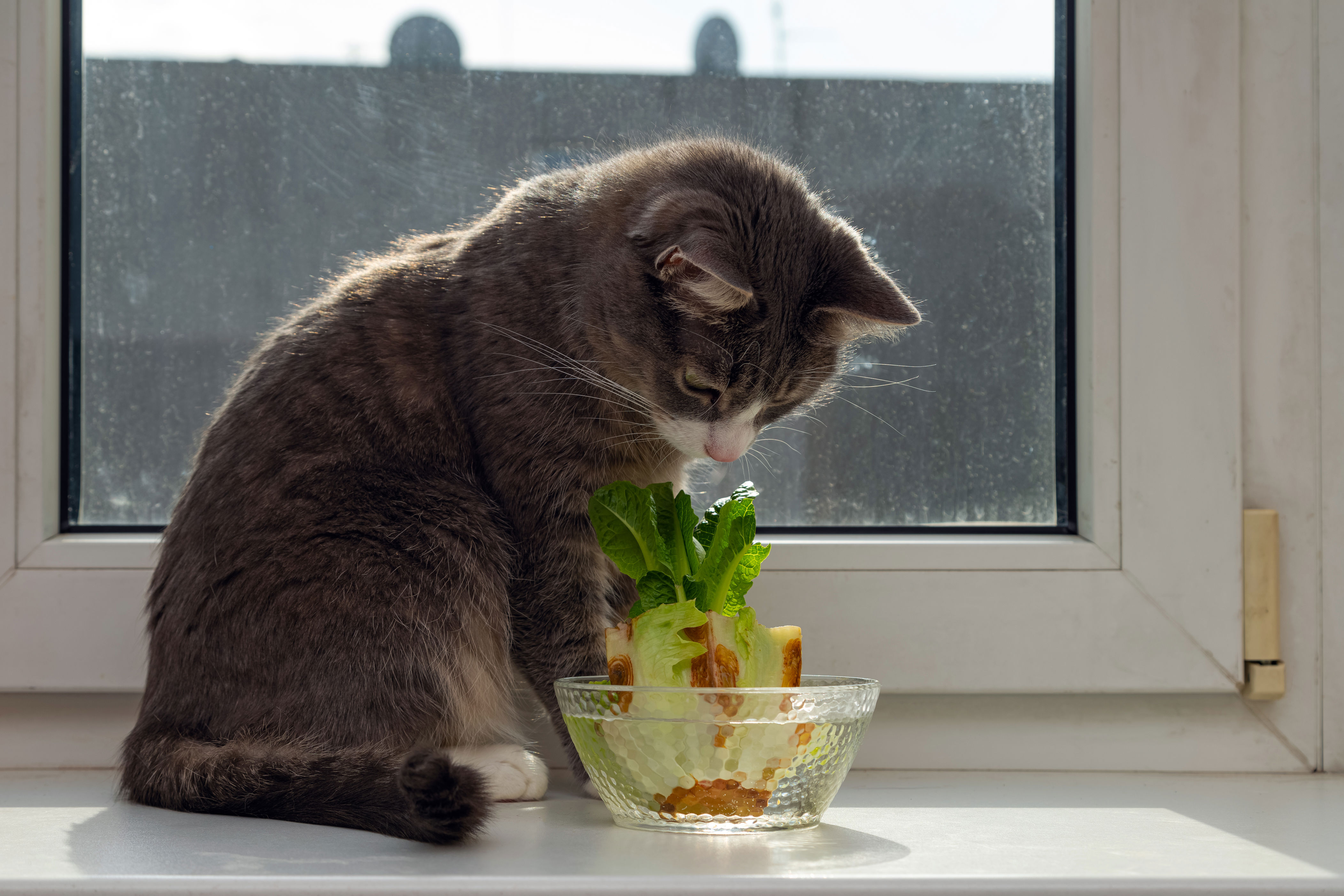 Cat owner decides to grow her own lettuce at home, reason warms hearts