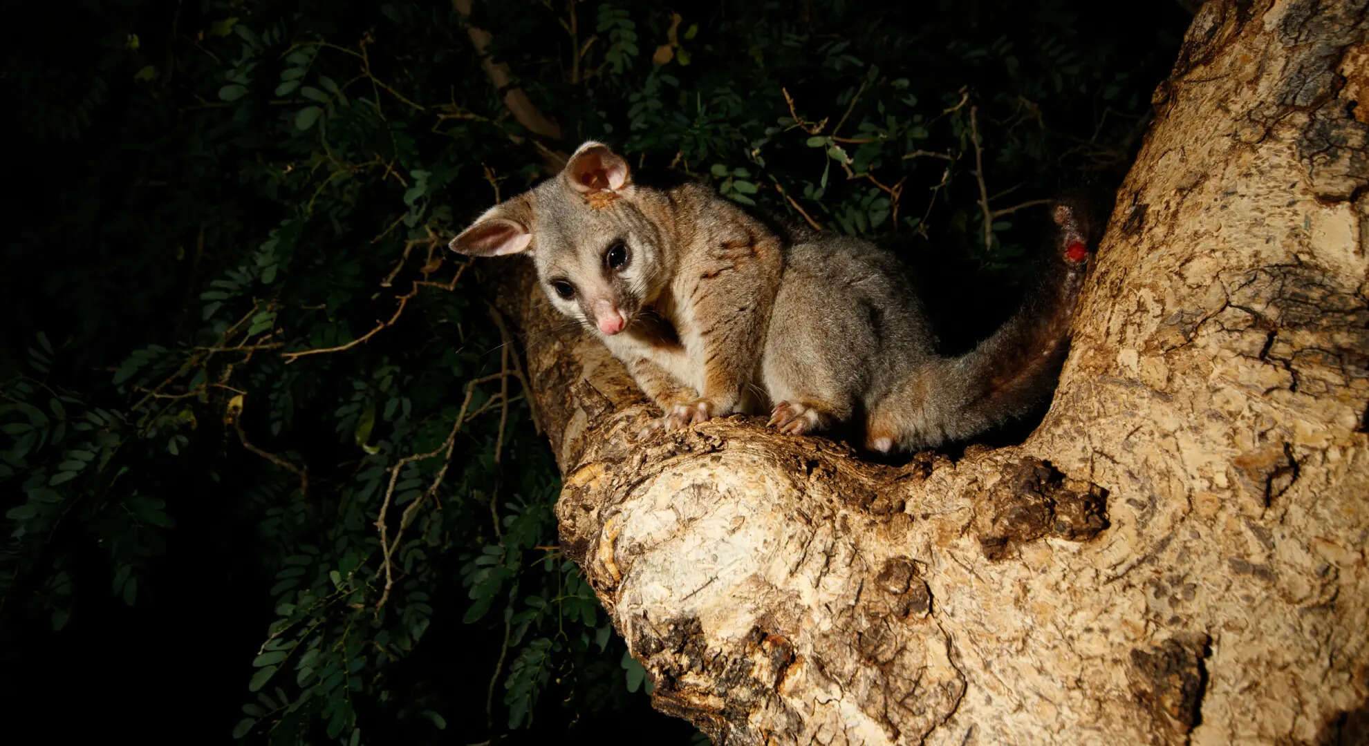Animals you might see in your backyard in Australia