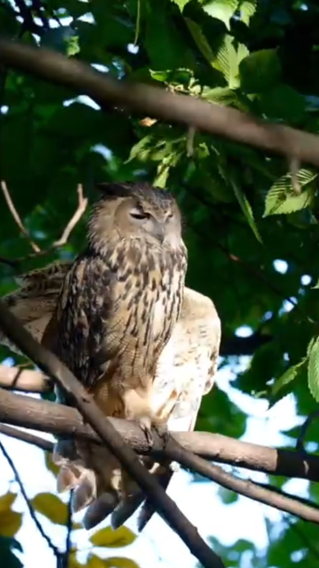 How the FLACO Act changes building design for bird safety