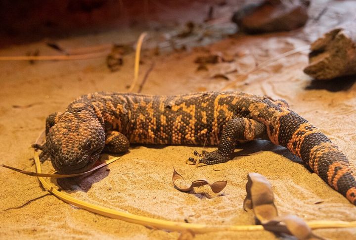 10 desert animals that could catch you off guard in Arizona