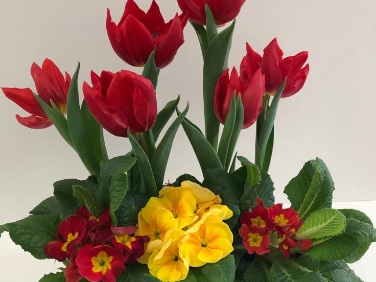 In the garden: Celebrate spring with tulips