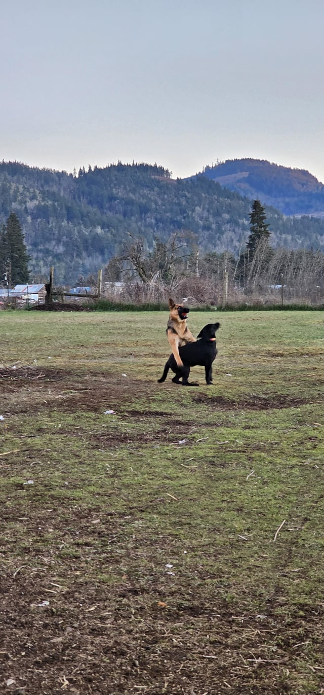 21 kinda crazy canine pics in case you were just flying off the handle
