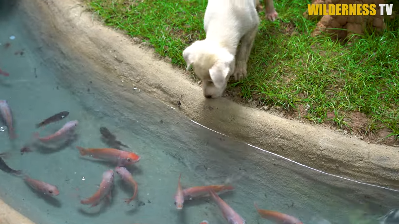 This puppy was cold and alone – now it has a turtle house and pond