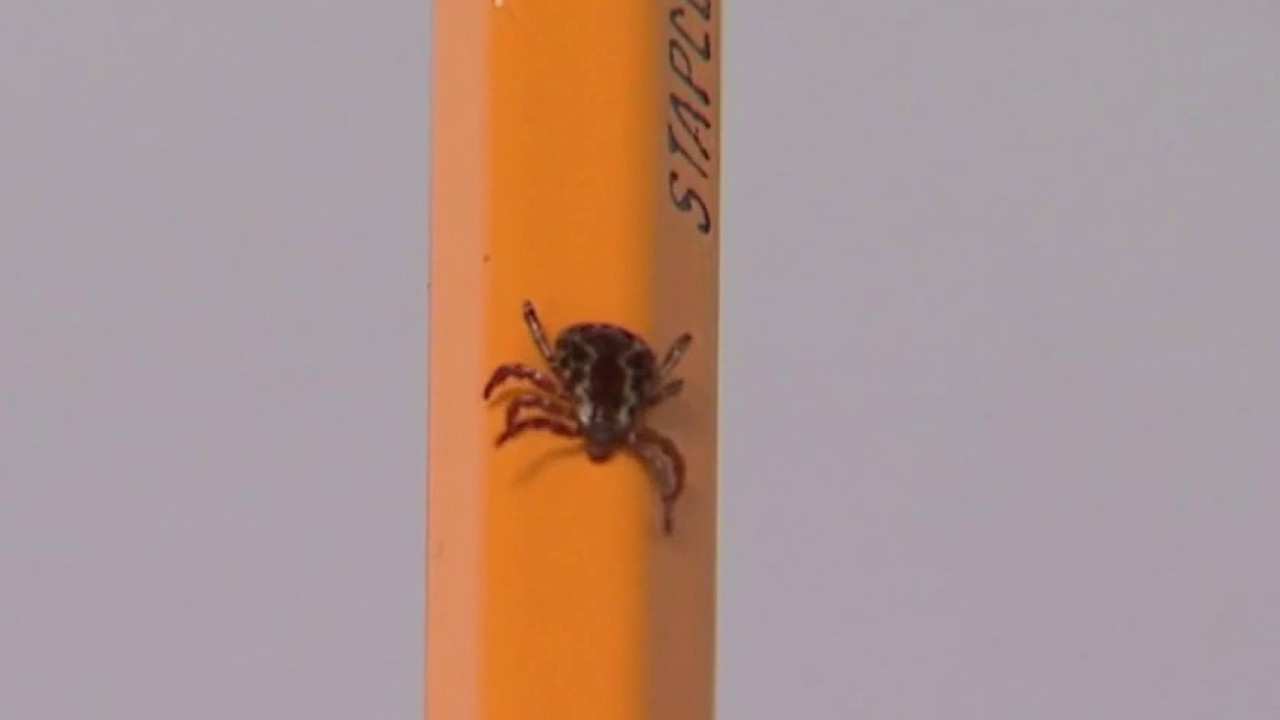 Record-breaking tick season sparks health warnings