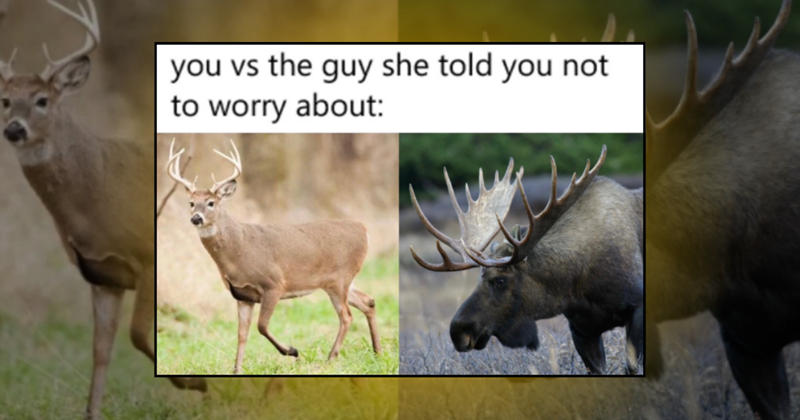 A moose-terpiece of 20 moose memes to make you feel like king of the forest