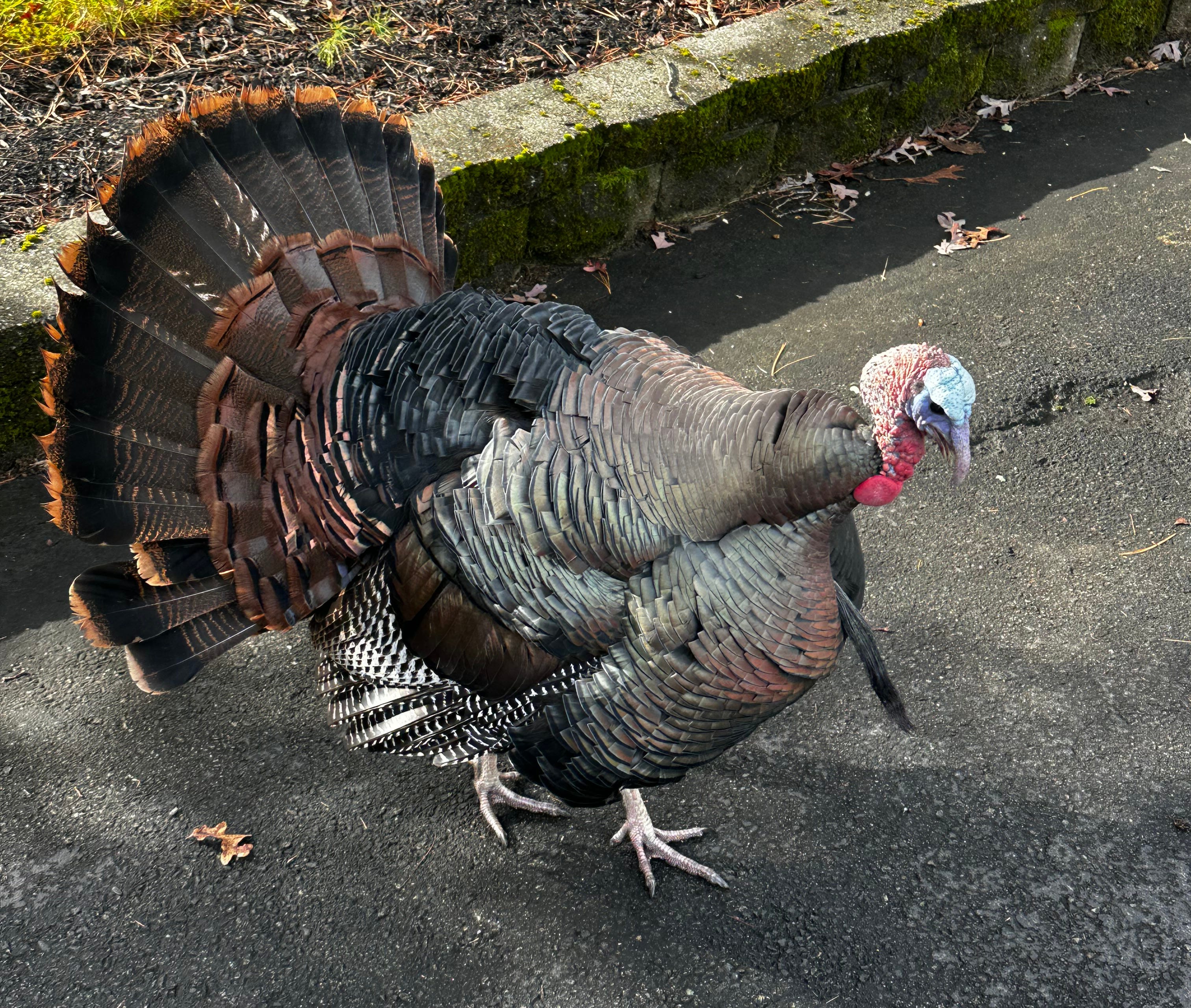Sterling neighborhood mourns (sometimes) friendly turkey