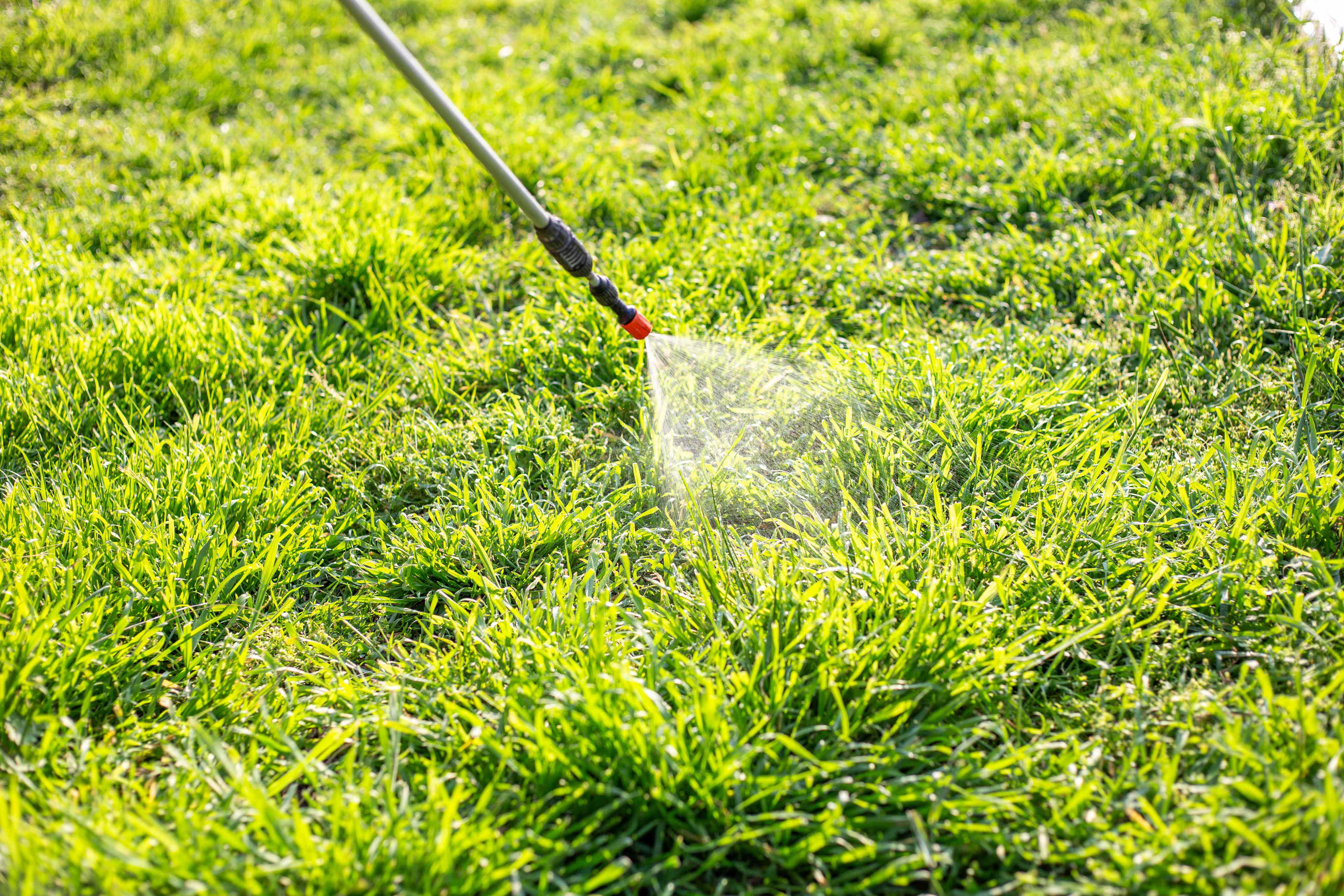 How much weed control does your lawn really need? Signs it’s not working