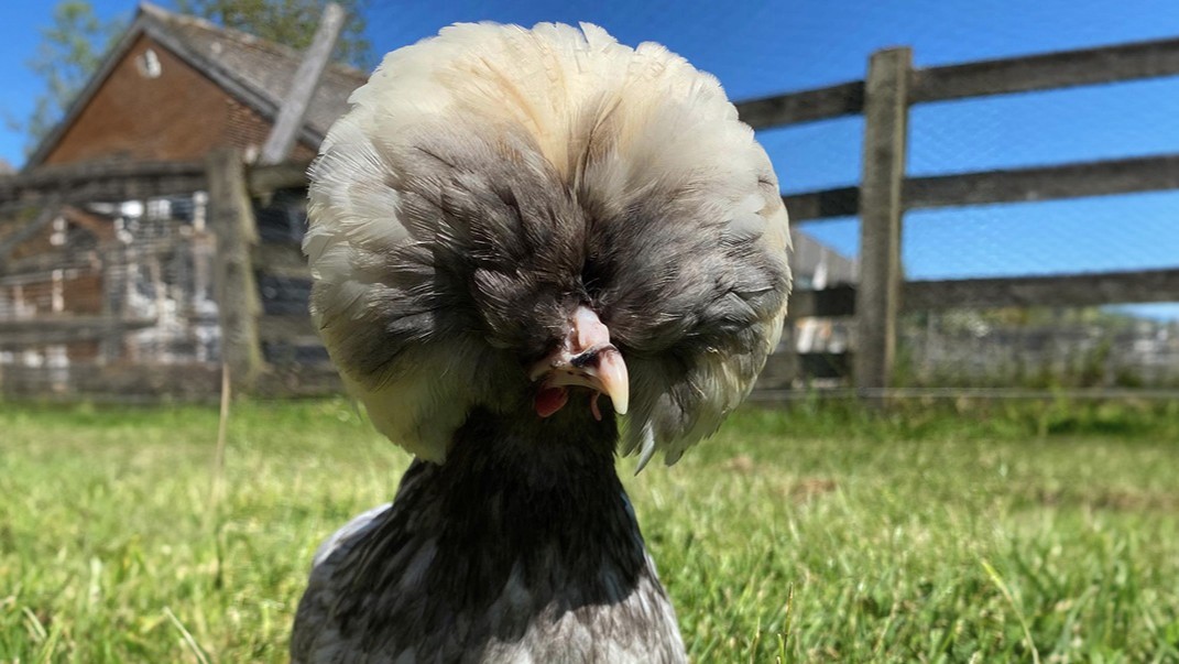 This duck was born with an afro - and people can't believe it