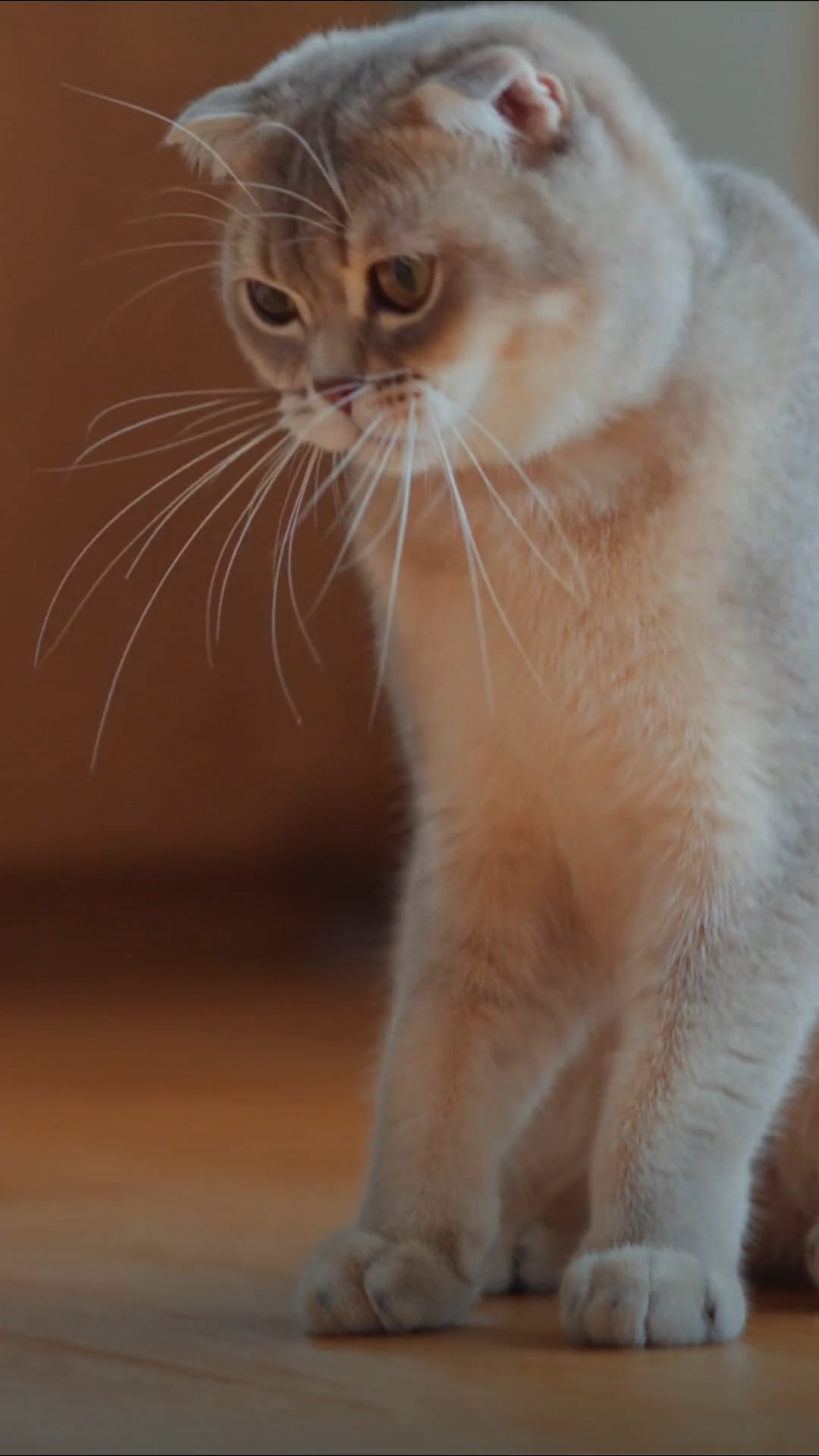 Formas para evitar que tu gato destroce la casa