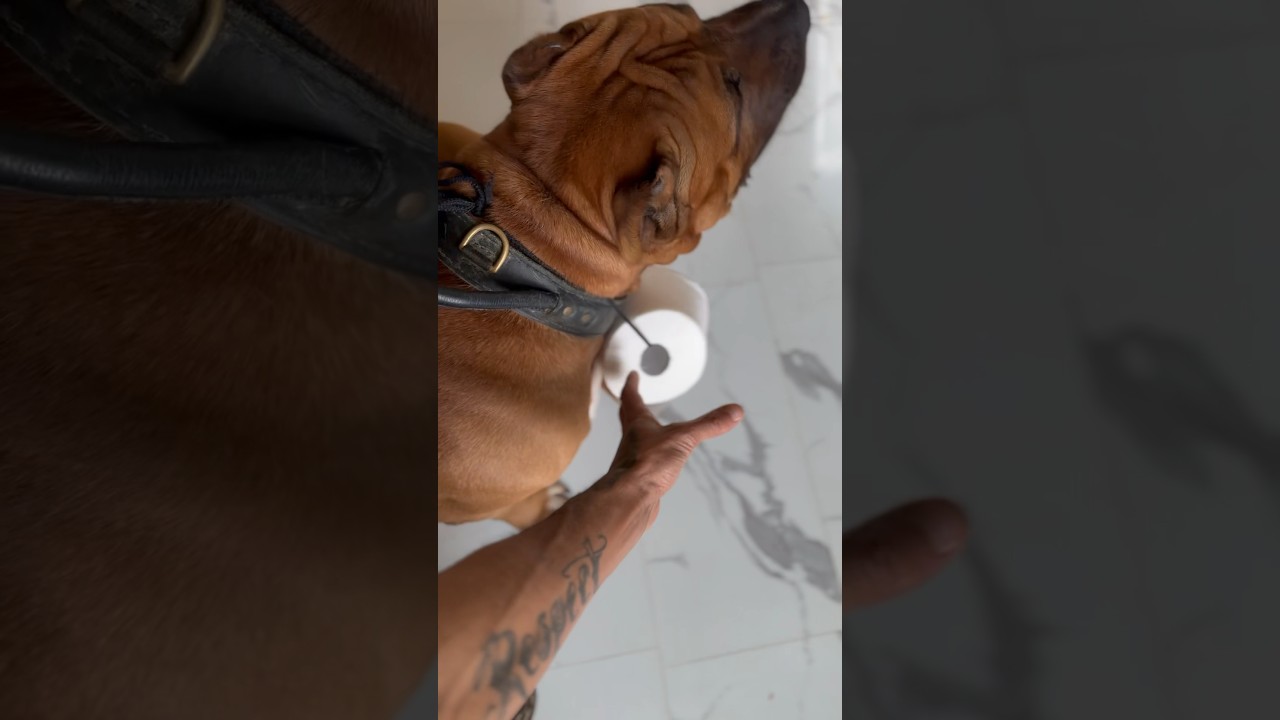 A simple and effective dog bathroom hack