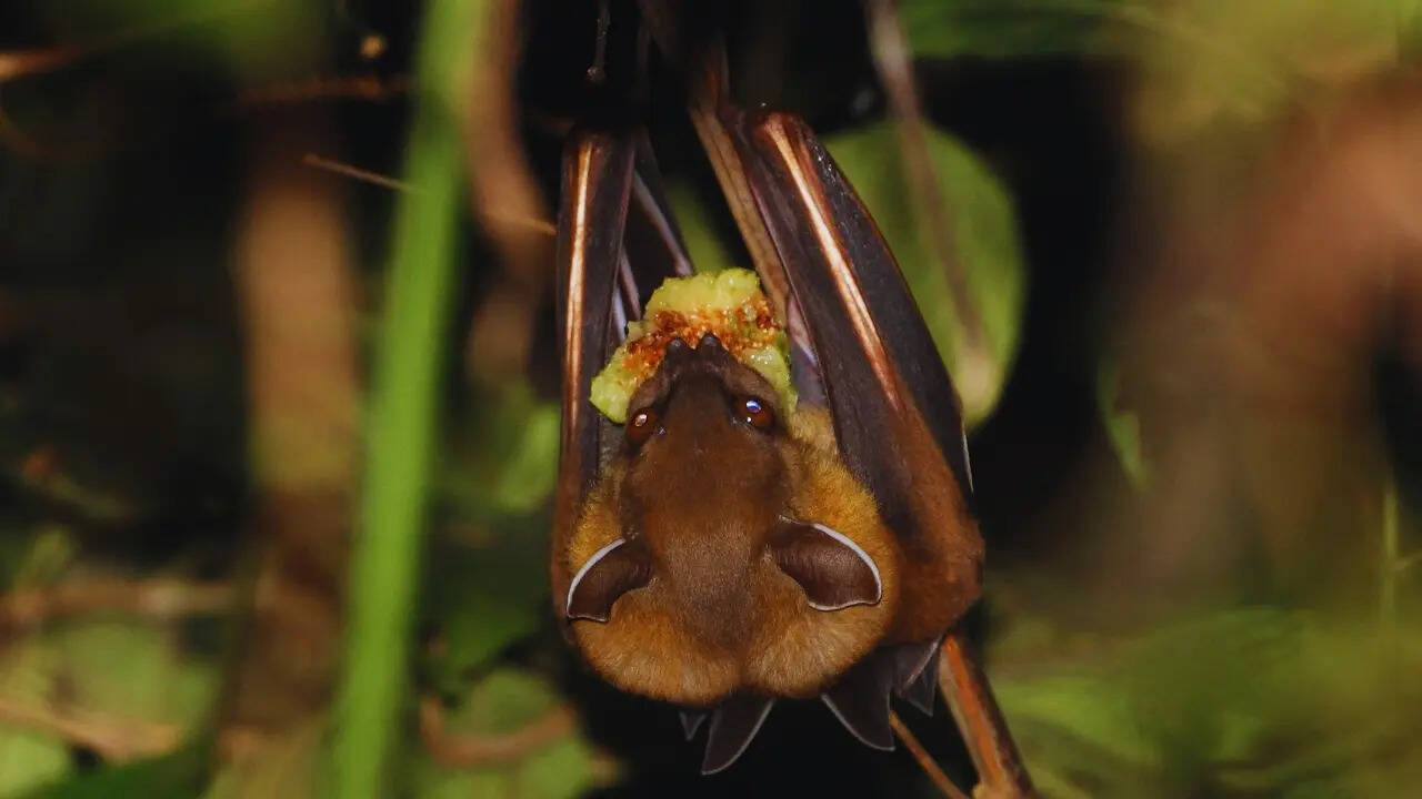 Animals in India that can fly — and they’re not birds: Where to find them