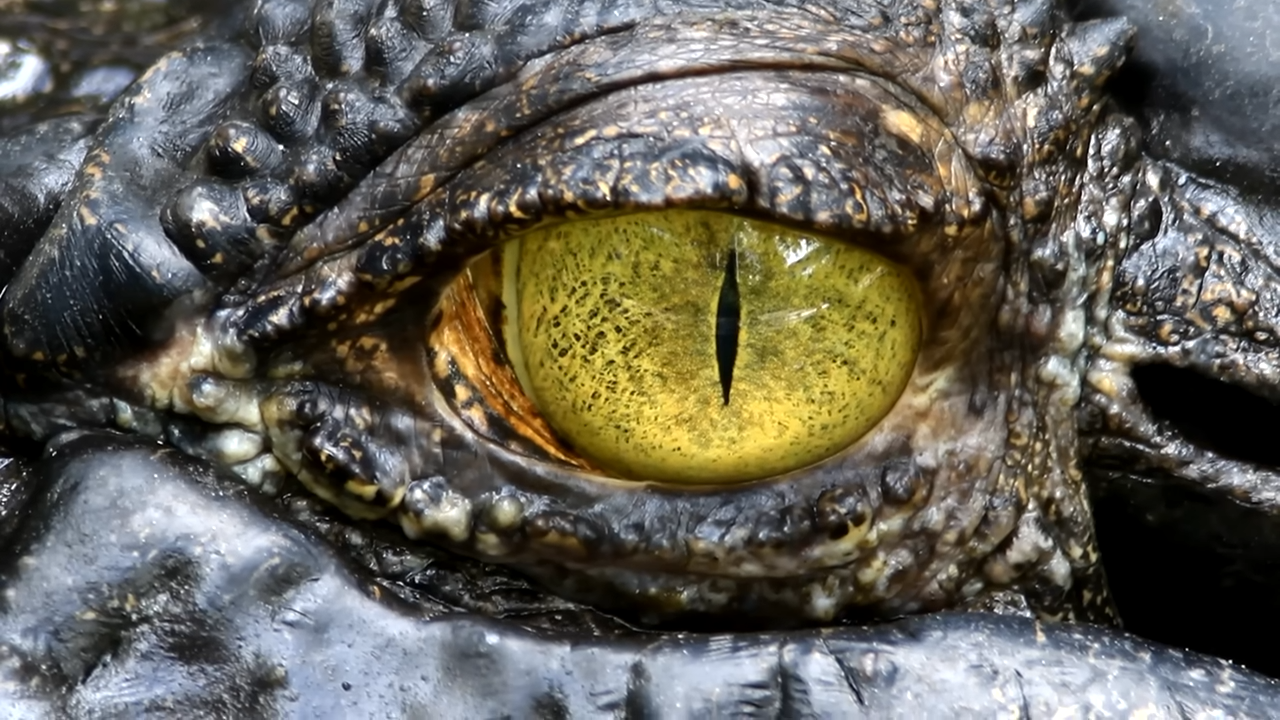 Watch what happens when you see through animal eyes – it’s unreal