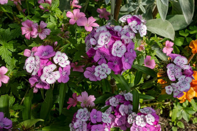 A go-to list of the most important gardening jobs to get done in July