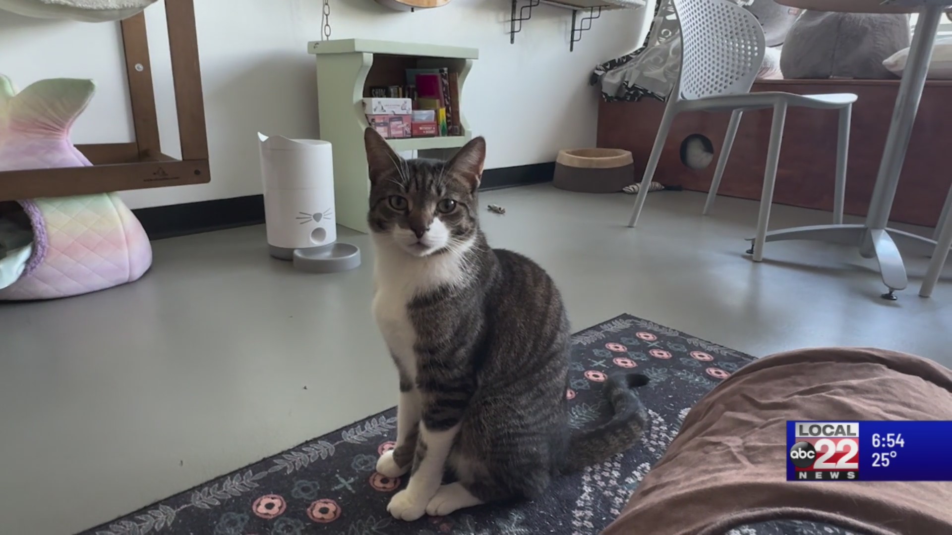 Dapper Daniel will make a fantastic family cat