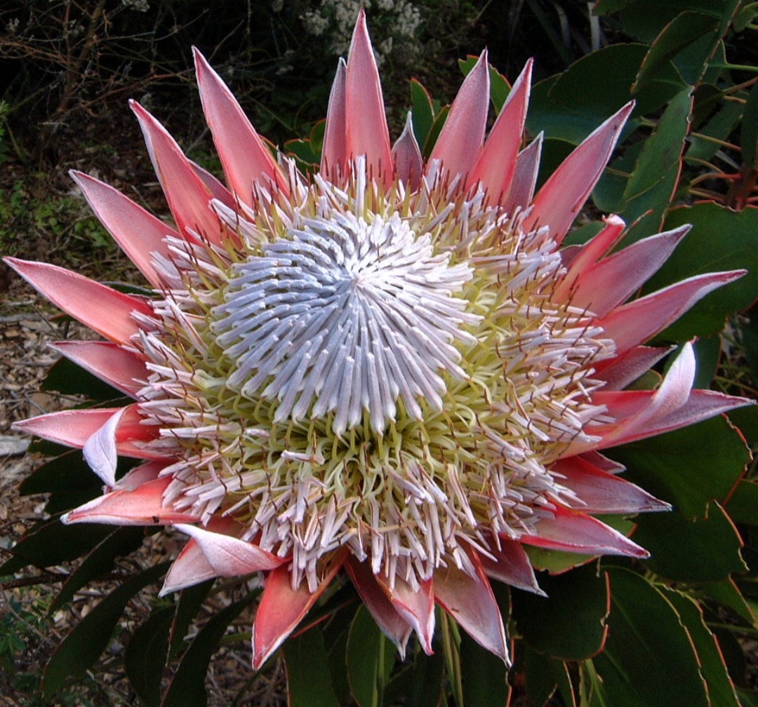 Protea cynaroides: majestosa flor é símbolo na África no Sul