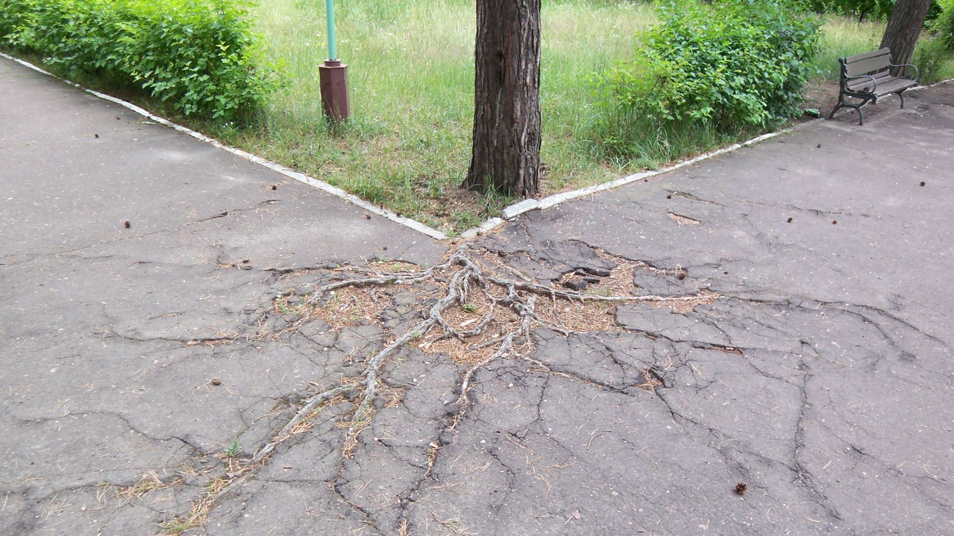 My neighbor’s tree roots are damaging my driveway, but they say it’s ...