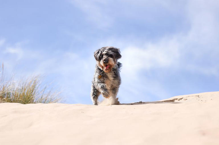 The North West beaches where dogs are banned from May 1