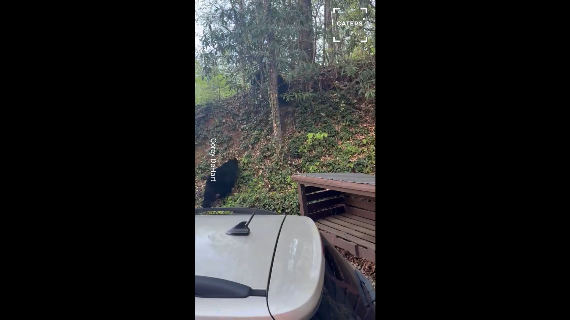 Bears climb into car during wild close encounter in Tennessee