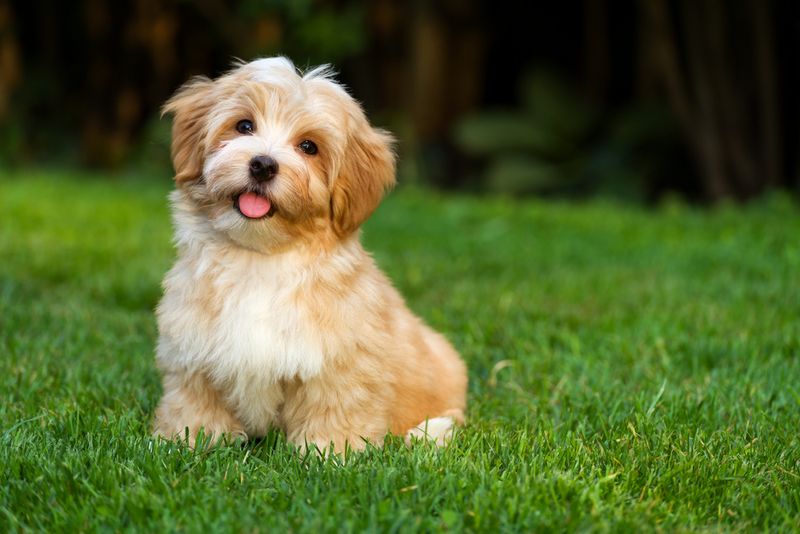 Top dog breeds perfect for small apartment living