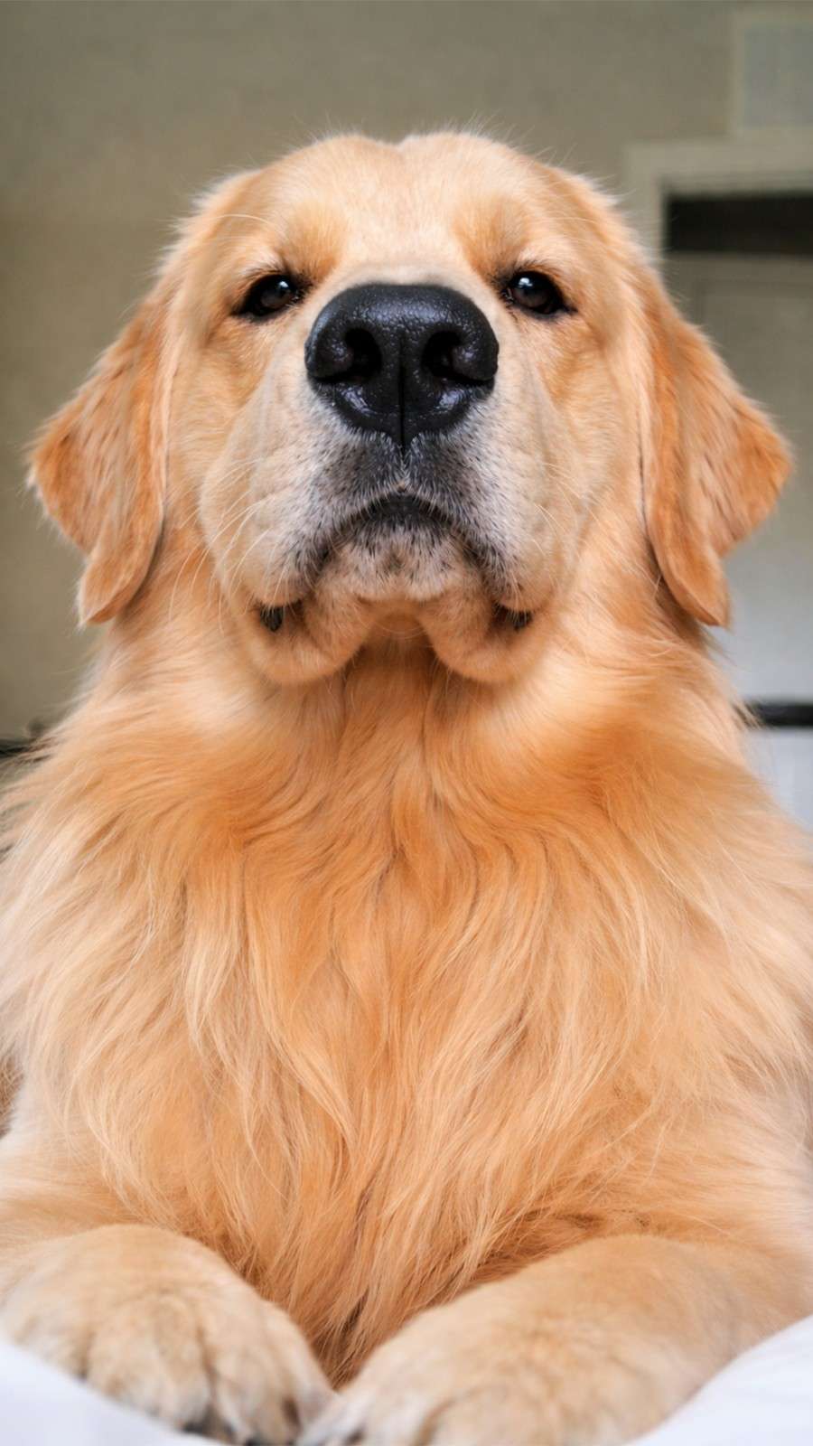 My golden retriever judges me daily