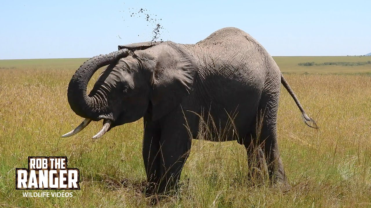 Lovely elephant herd rests under the hot and bright sun