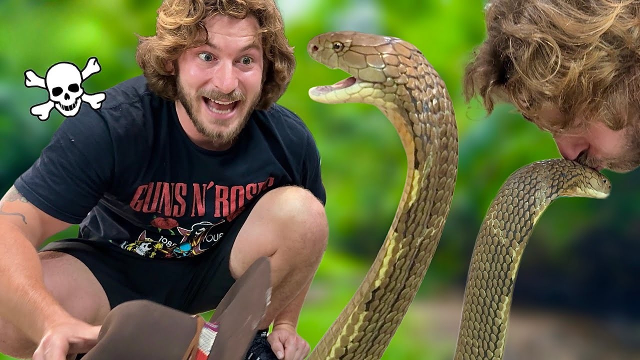 Kissing king cobra!