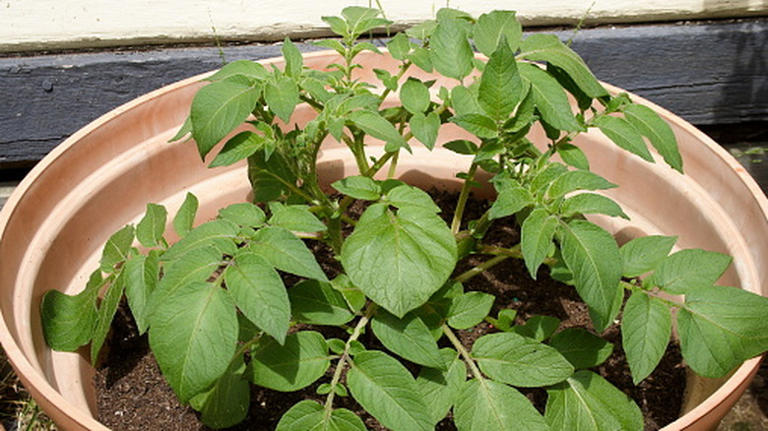 Growing potatoes this way is so easy and saves tons of space