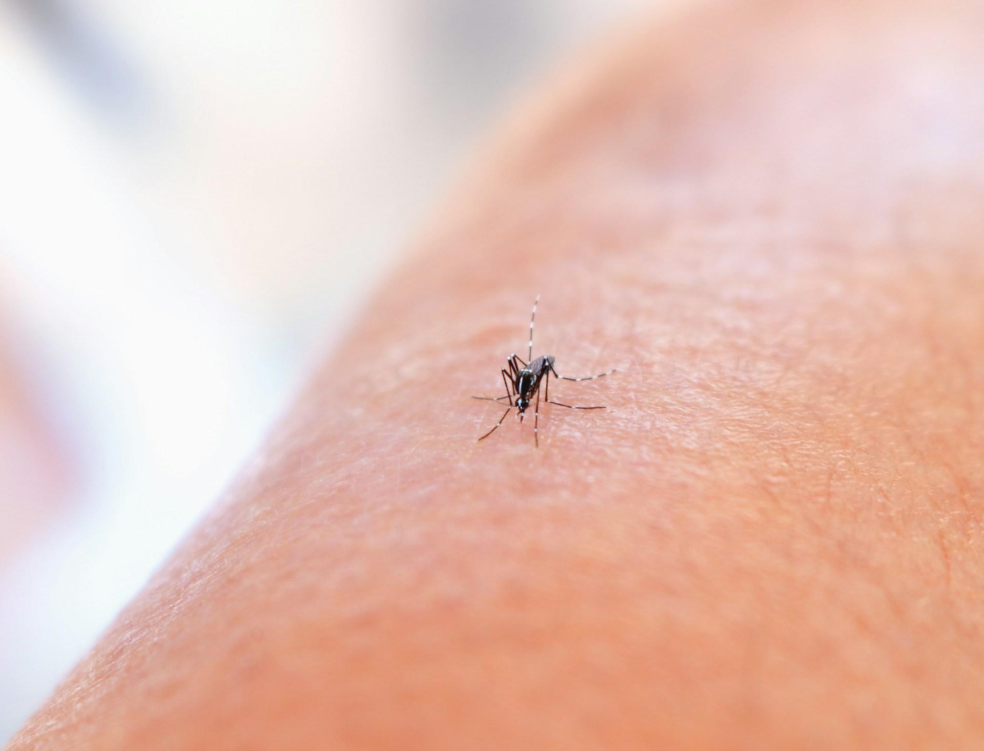 The 8 worst regions in Canada for mosquito season (and how to cope)