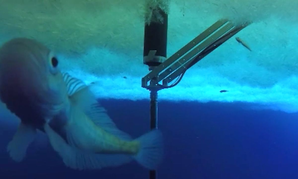 What a camera found 1,600 feet under Antarctic ice
