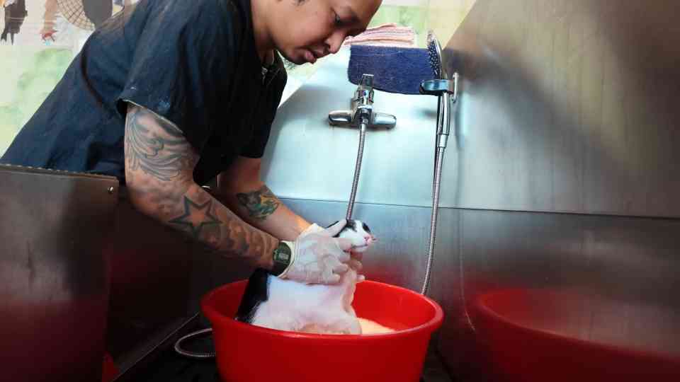 Kitten’s first grooming didn’t go quietly