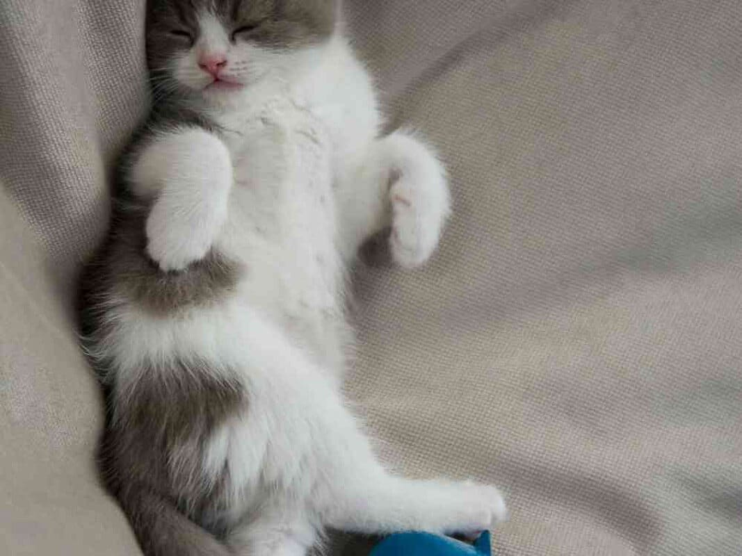 When your cat chooses to sleep with you, here’s what it actually means